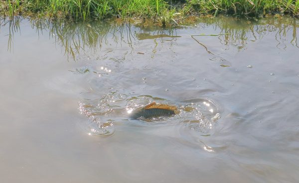 Loodvrij vissen? Top 20 loodalternatieven en loodvervangers - Visviews