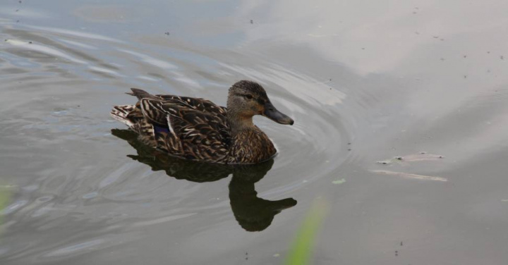 Eend Gehaakt? Lees Hier Wat Je Het Beste Kan Doen - Visviews