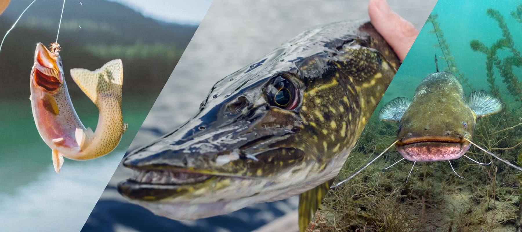 Roofvissen - Vind Hier Alles Voor De Echte Roofvisser - Visviews