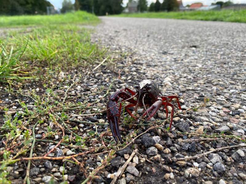 Kreeftenfuik Kopen? Alles Over Rivierkreeft Vangen! - Visviews